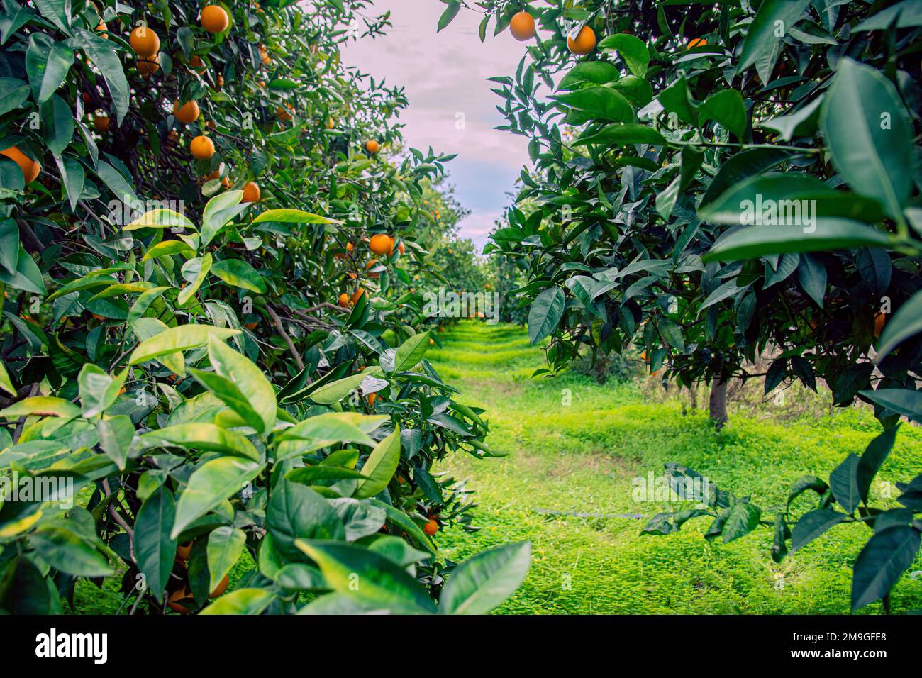 Jardin d'orange et oranges mûres sur les branches des arbres. De beaux ...