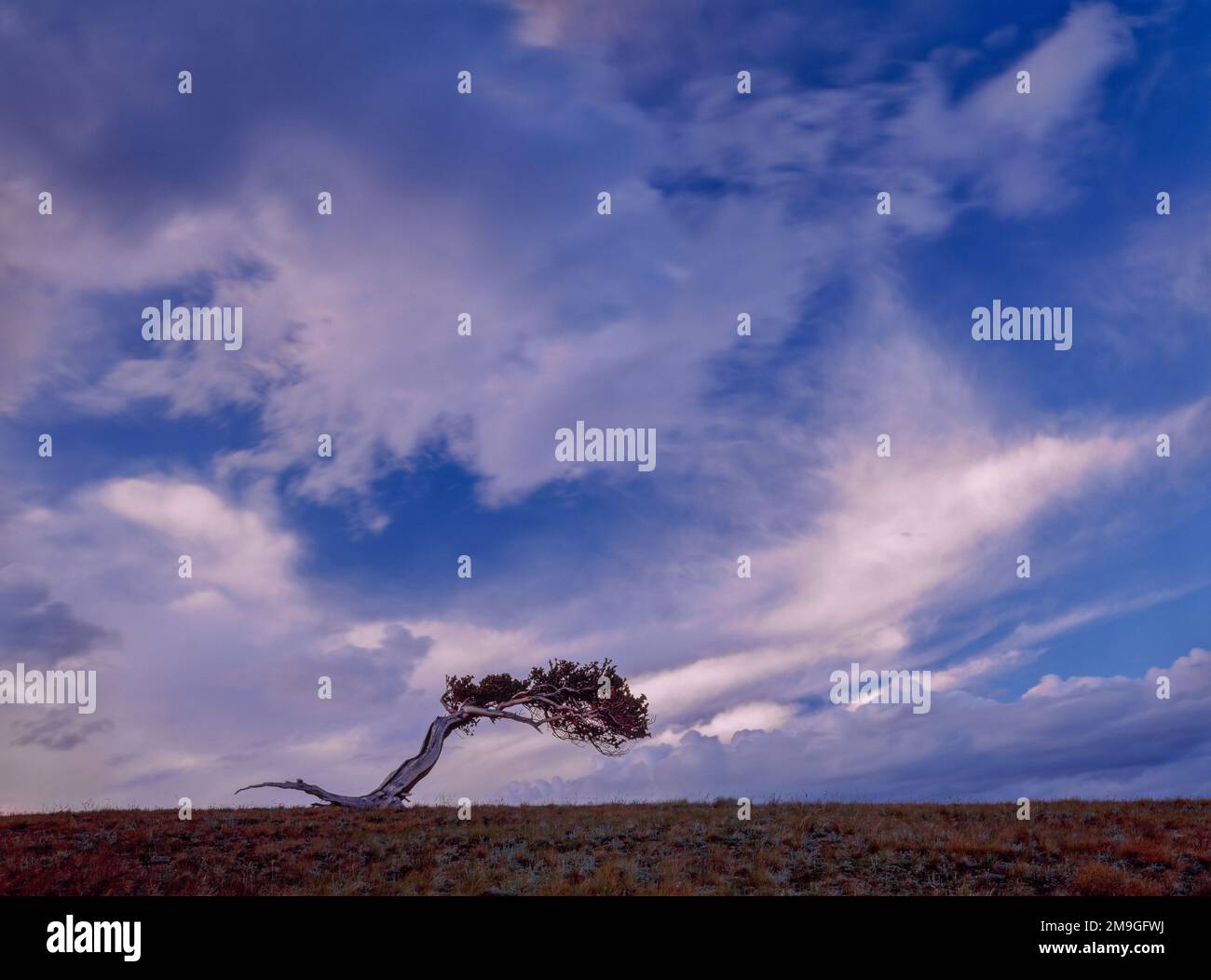 Zone panoramique de pins bristlecone Banque de photographies et d ...