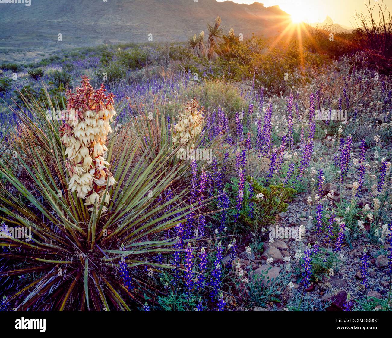 Yucca faxoniana Banque de photographies et d’images à haute résolution ...