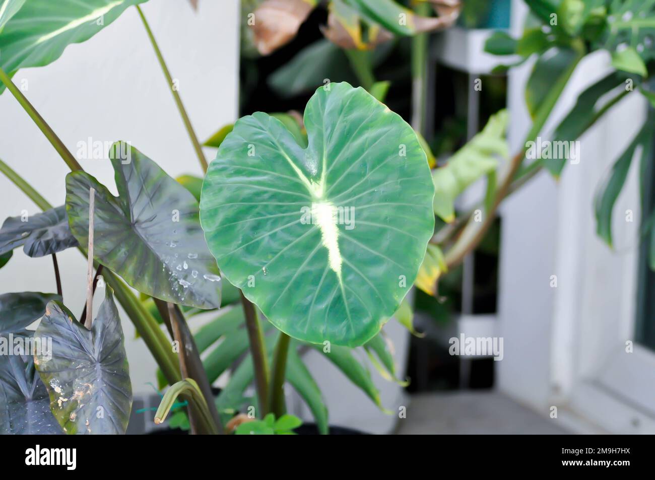 Colocasia variegated, Colocasia esculenta Nancys Revenge ou colocasia ...