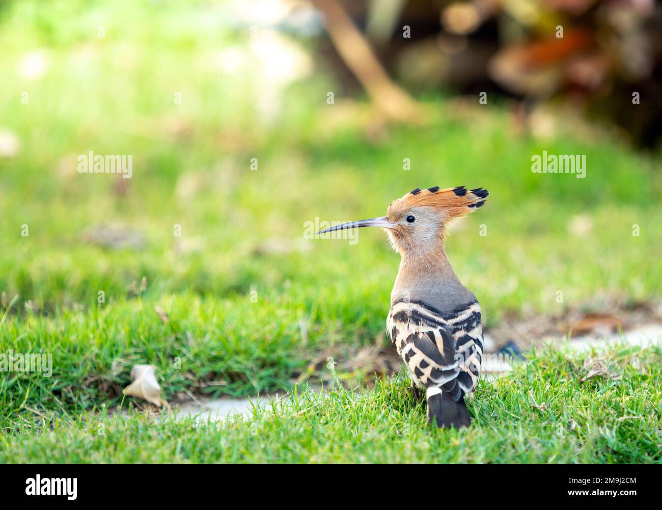 Hoopoe sur l'herbe verte sous la lumière du soleil en Égypte Photo ...
