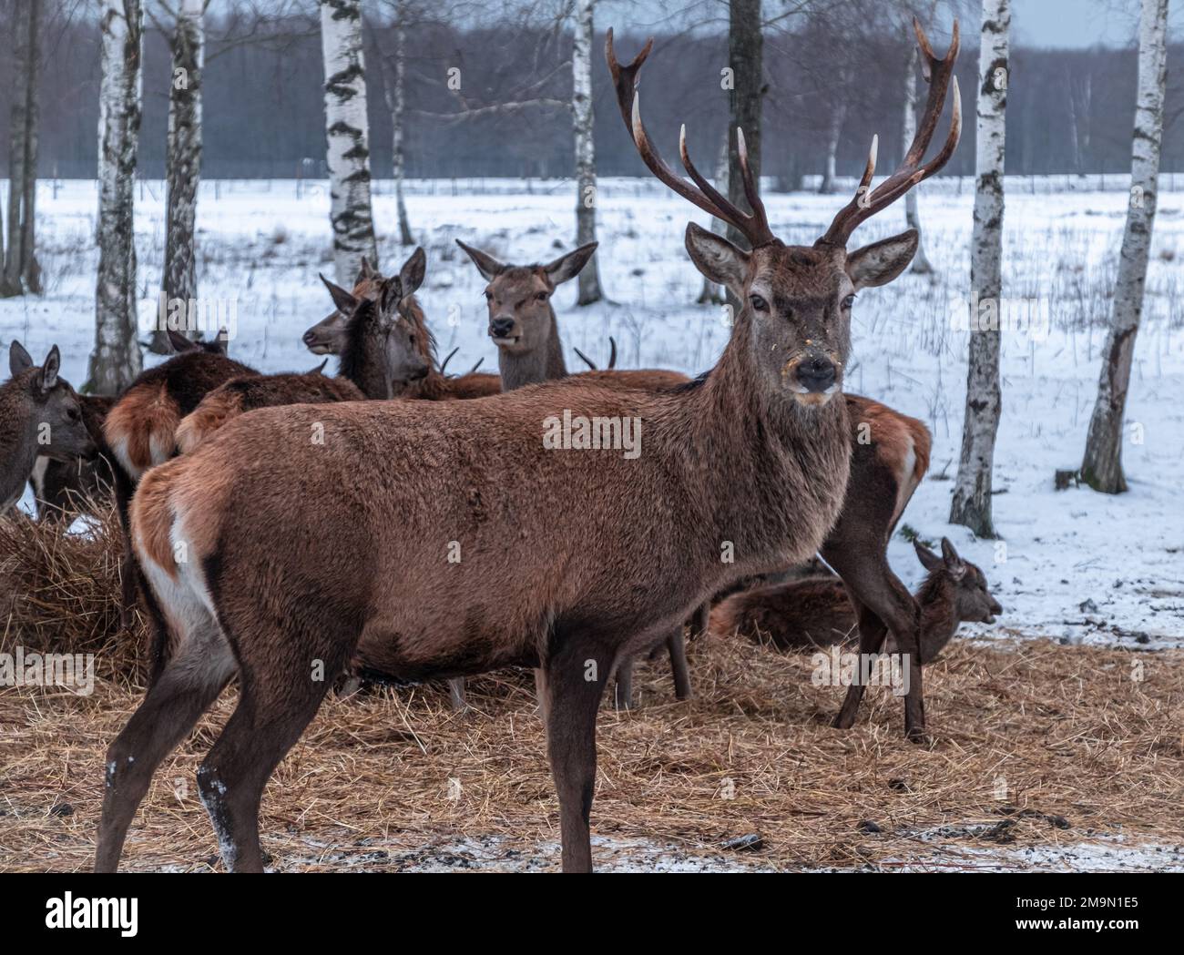 Cerf en hiver Banque de photographies et d’images à haute résolution ...