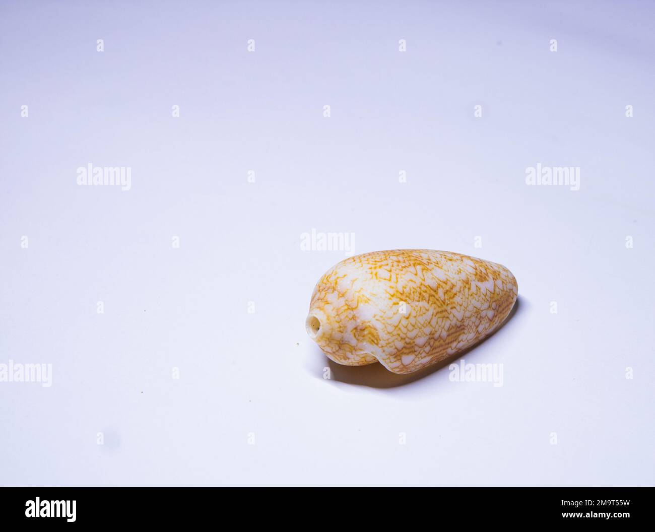 Marine gastropod mollusk Banque de photographies et d’images à haute ...