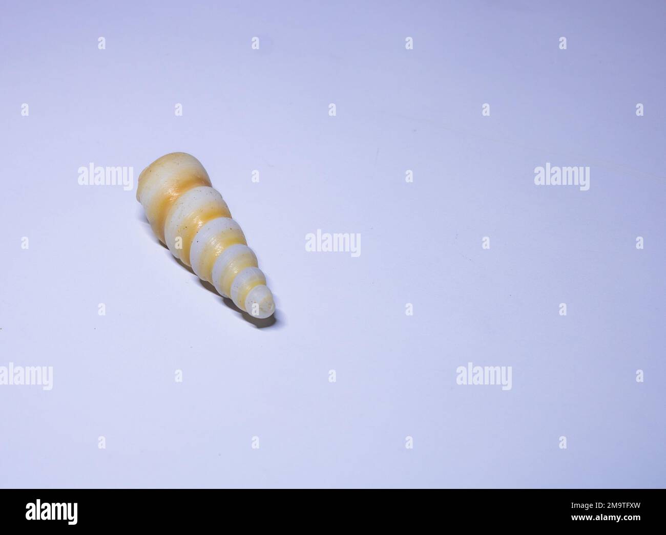 Turritella Shell, Turritella est un genre d'escargots de mer de taille ...