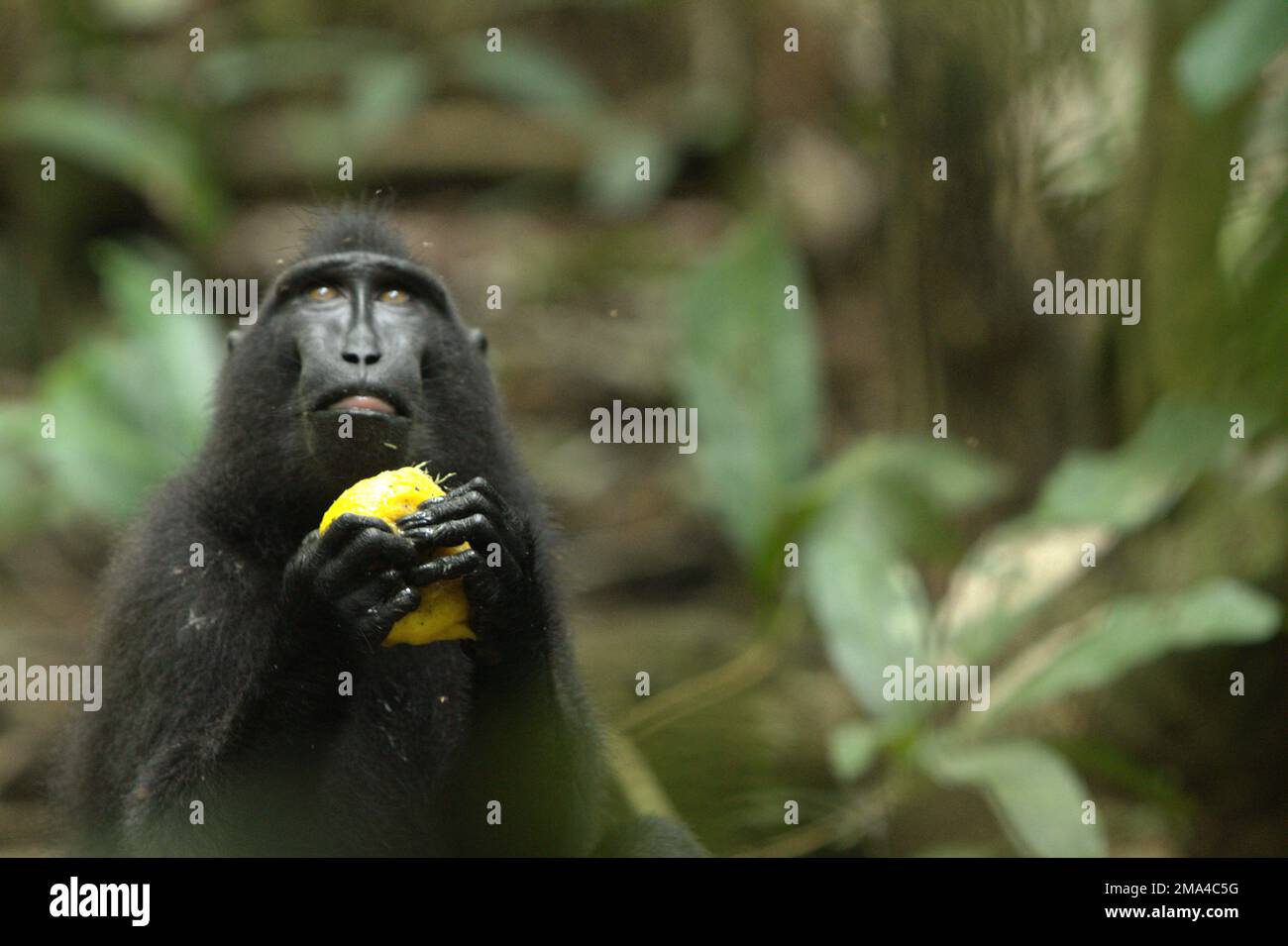 Manger du macaca nigra Banque de photographies et d’images à haute ...