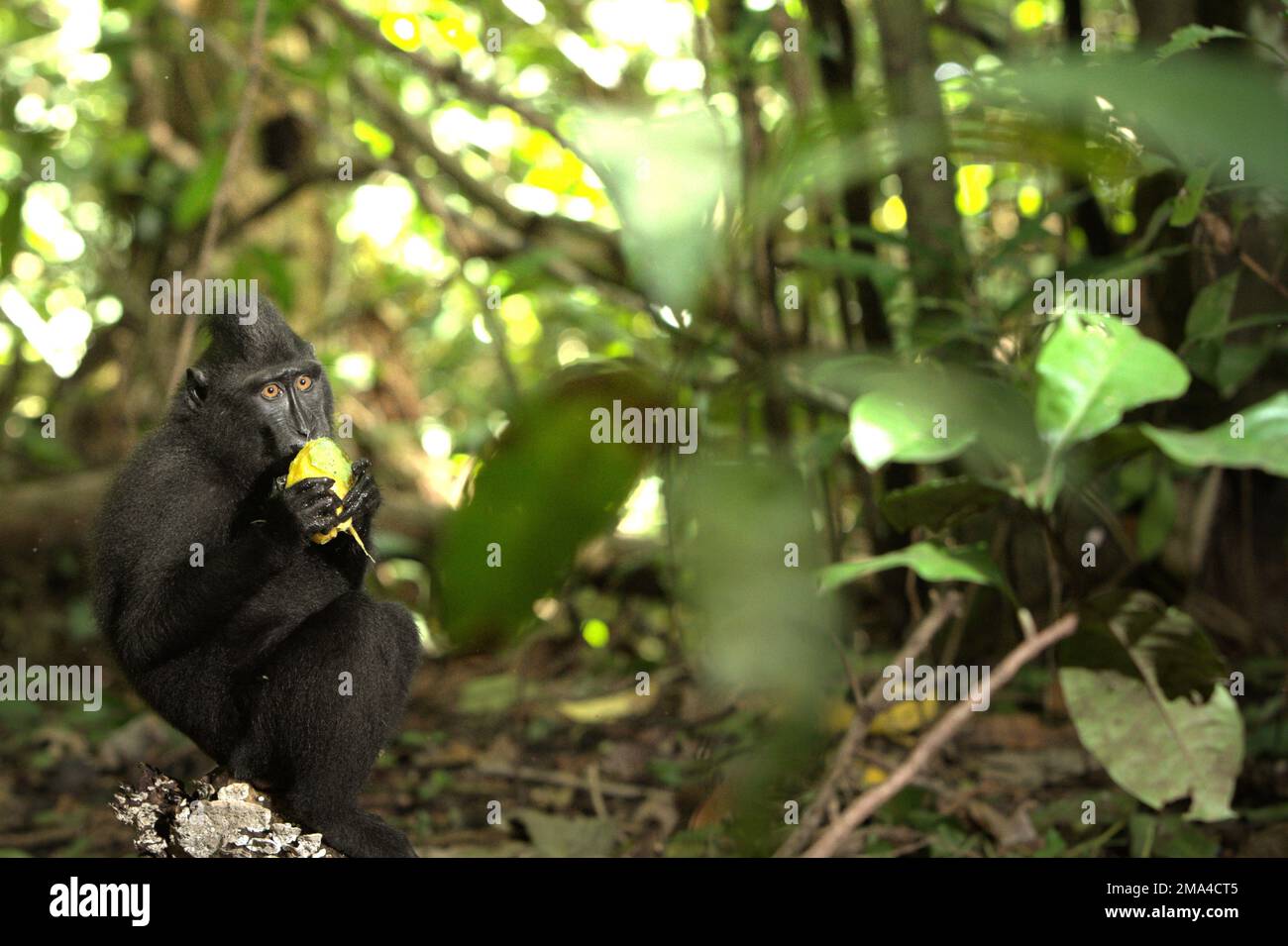 Manger du macaca nigra Banque de photographies et d’images à haute ...