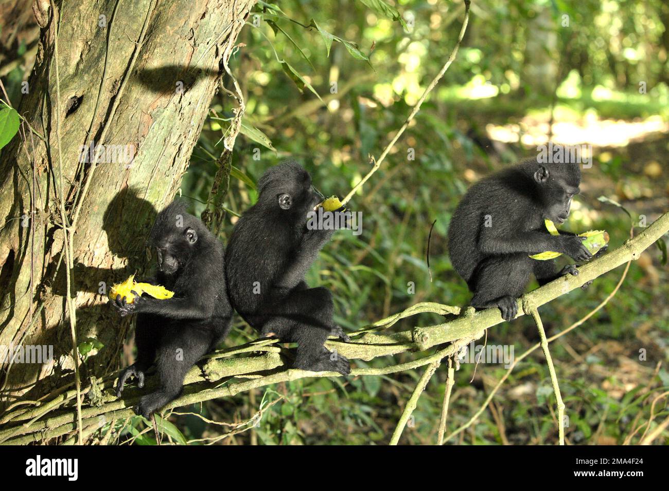 Manger du macaca nigra Banque de photographies et d’images à haute ...