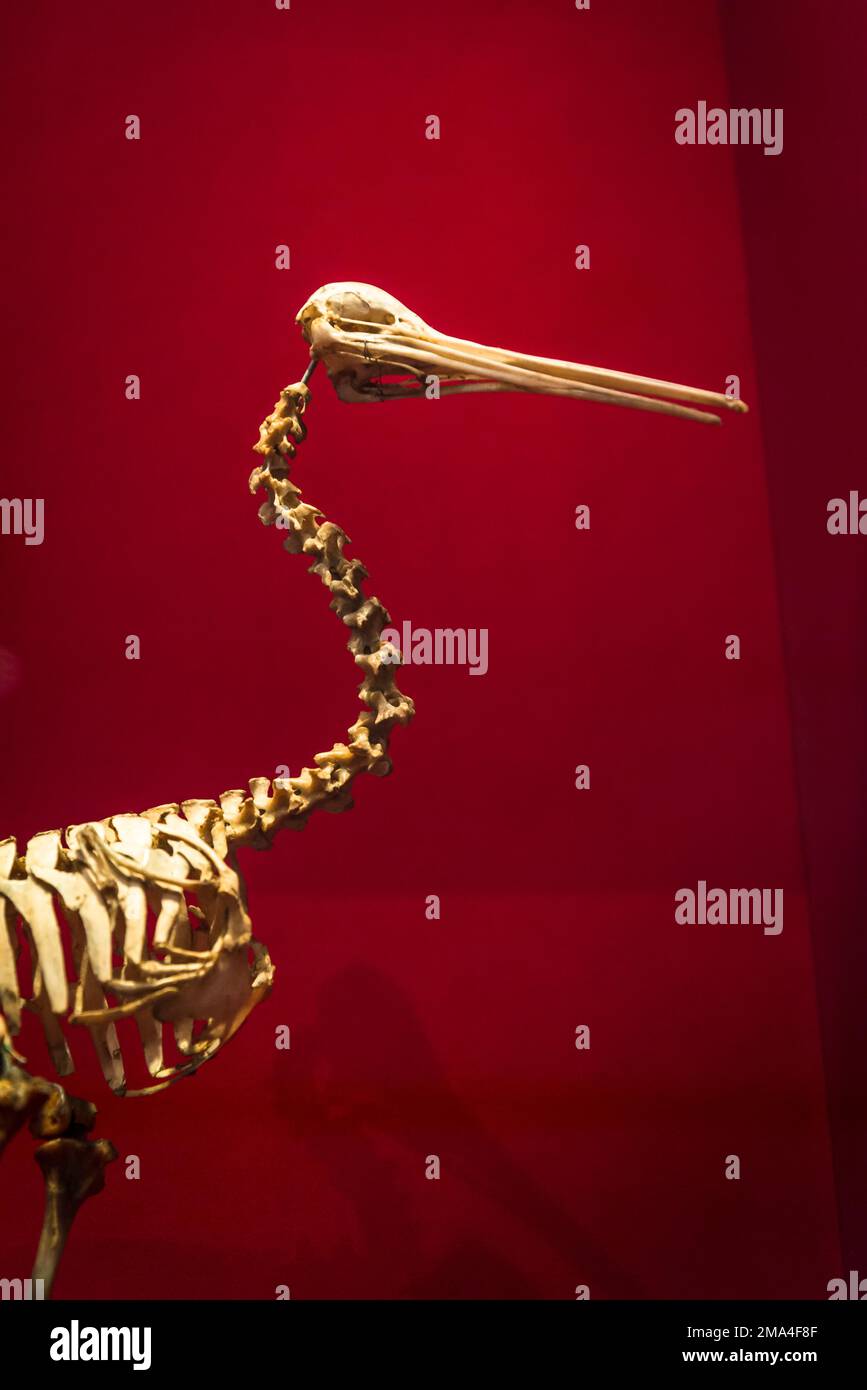 Kiwi squelette Banque de photographies et d’images à haute résolution ...