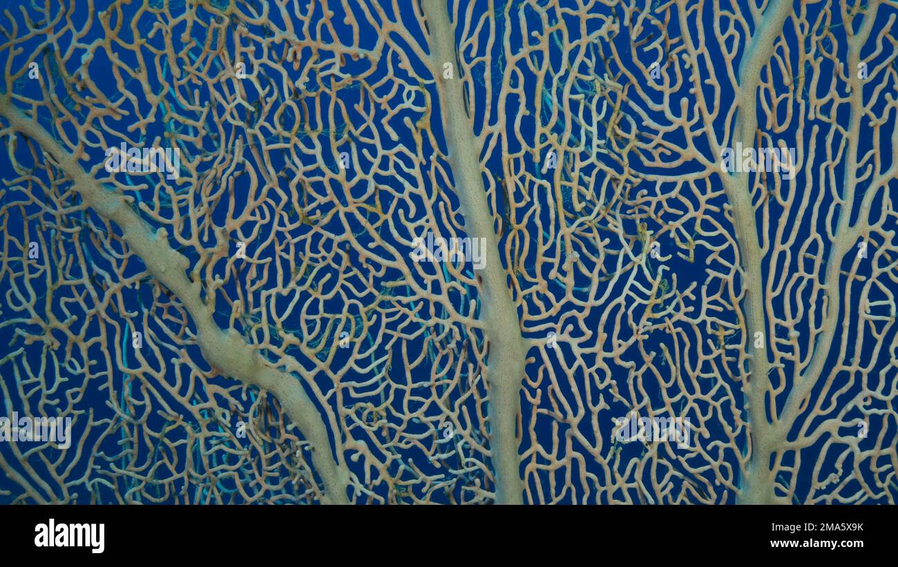 Détails du corail mou (Subergorgia mollis) Gorgonien géant ou ...