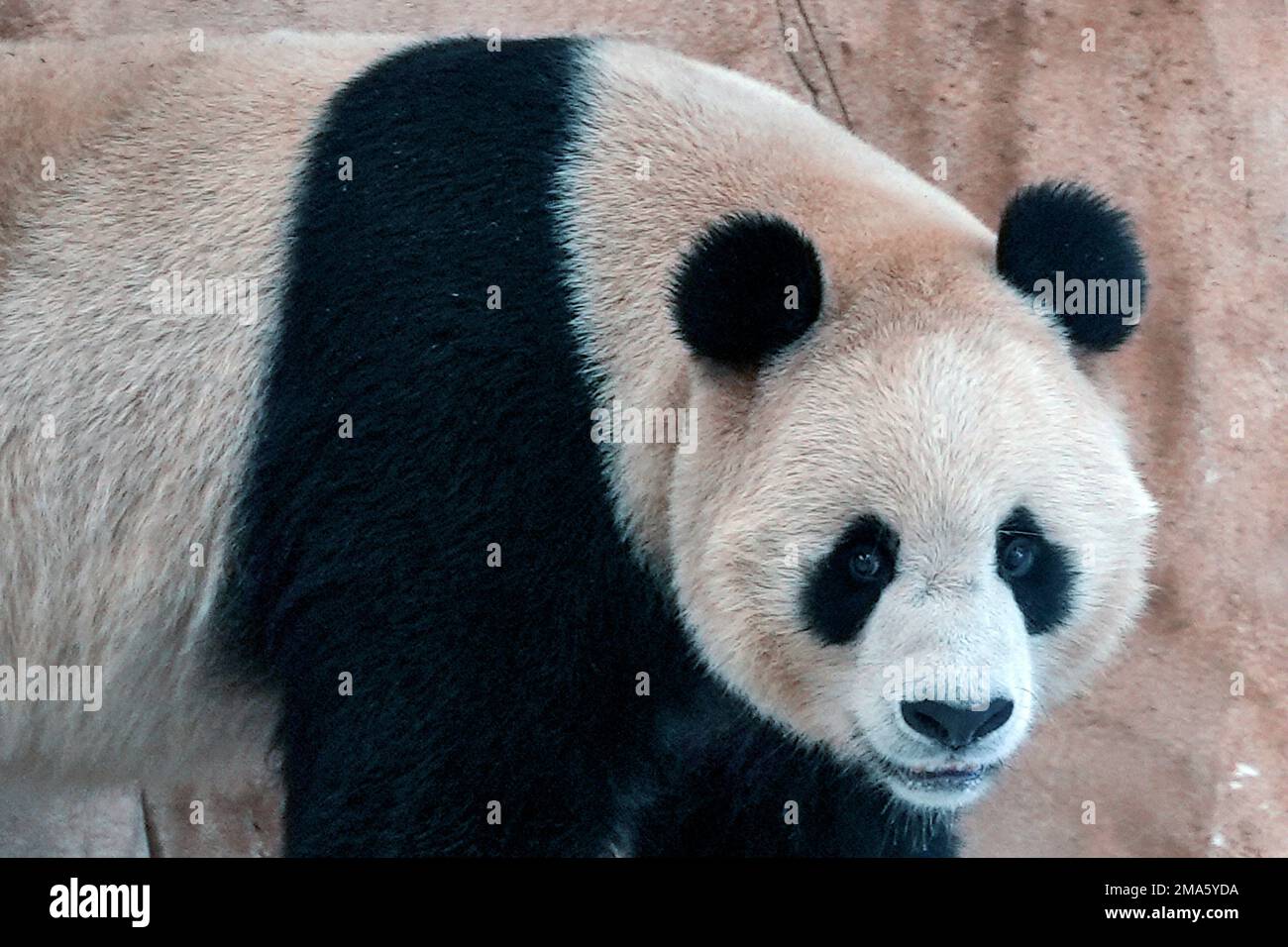 Suhail, a male Panda sent by China to Qatar as a gift for the World Cup ...