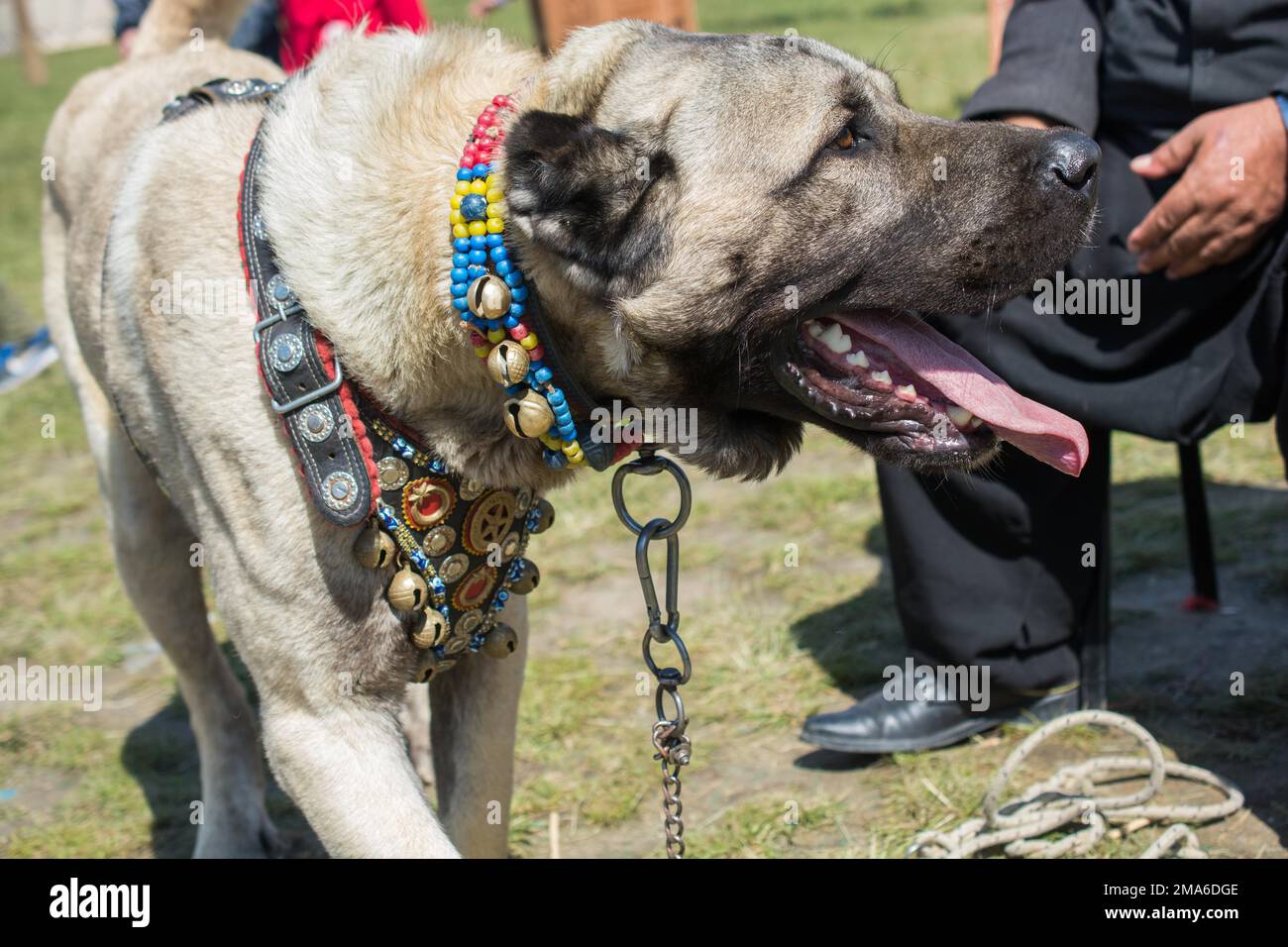 Berger turc Banque de photographies et d’images à haute résolution - Alamy