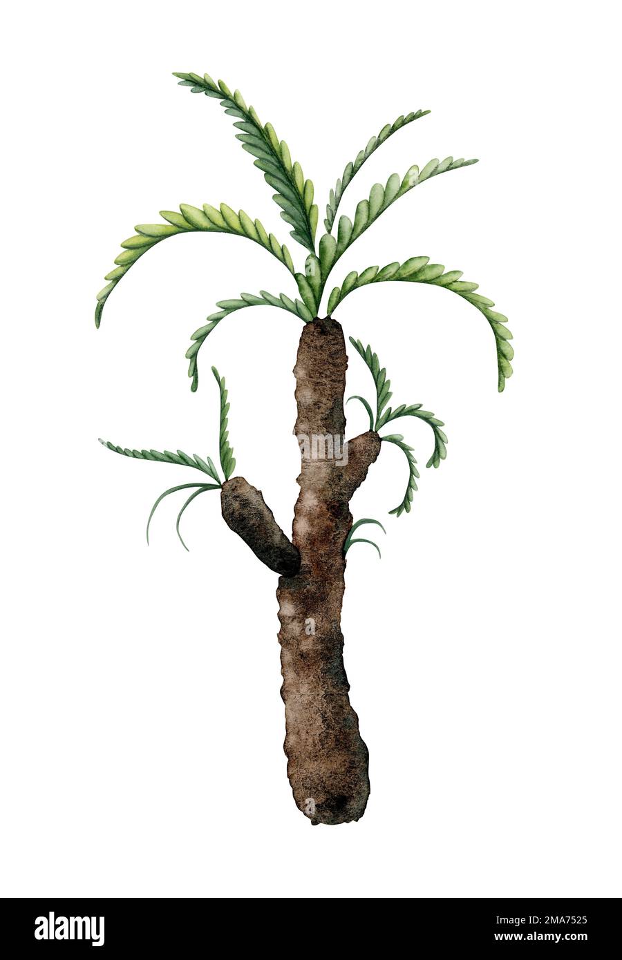 Dessin de sagoutier Banque de photographies et d’images à haute ...