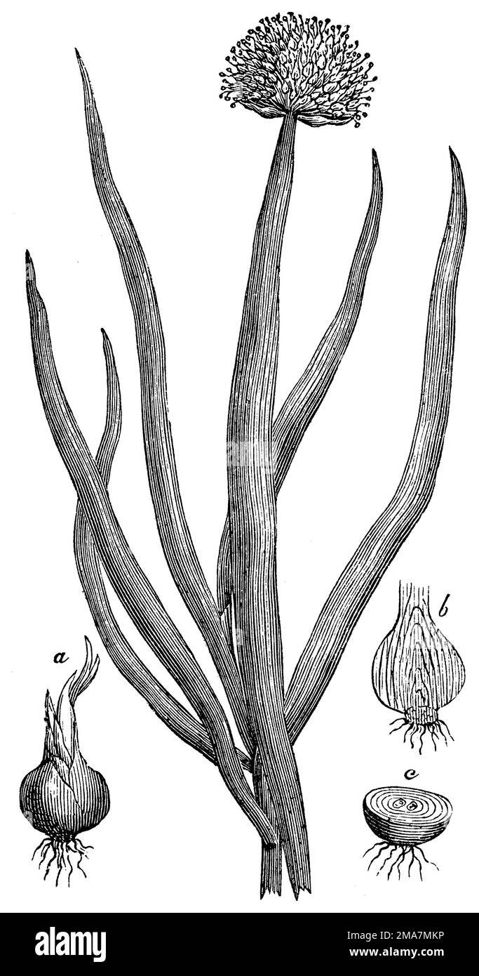 oignon de jardin, a a bulbe gerbe, b une bulbe dans la section ...