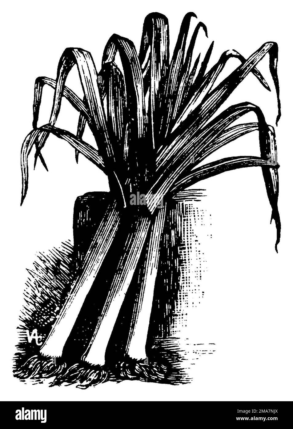 Poireau sauvage Banque d'images noir et blanc - Alamy