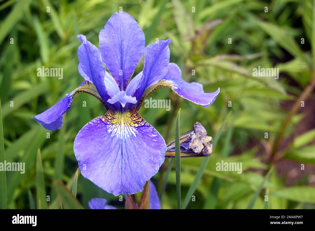 Iris bleu unique Banque de photographies et d’images à haute résolution ...