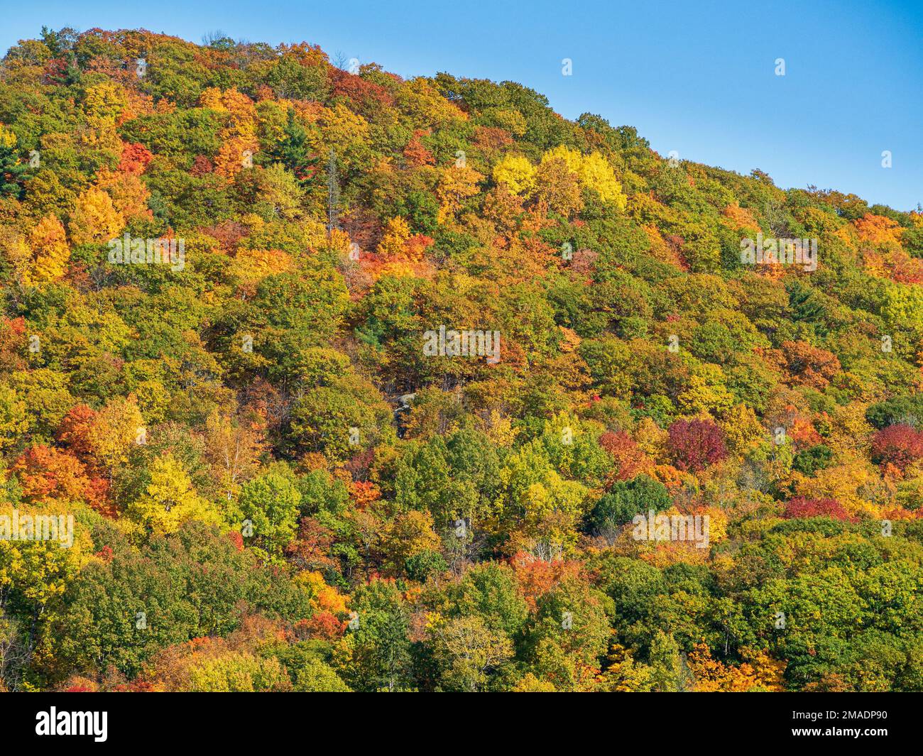 Flanc de coteau de couleur automnale : les feuilles colorées d'une ...