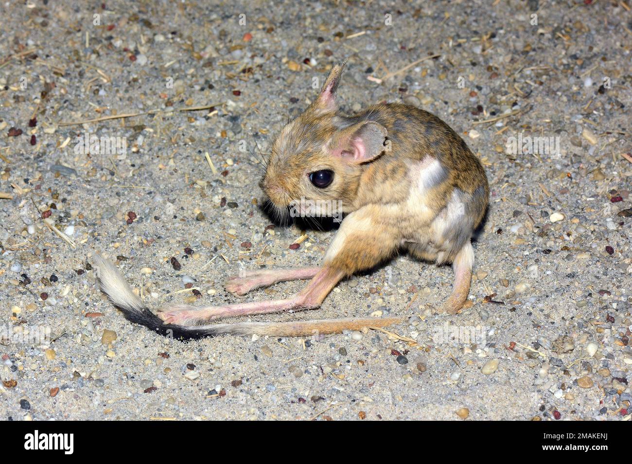 Gerboise des steppes Banque de photographies et d’images à haute ...