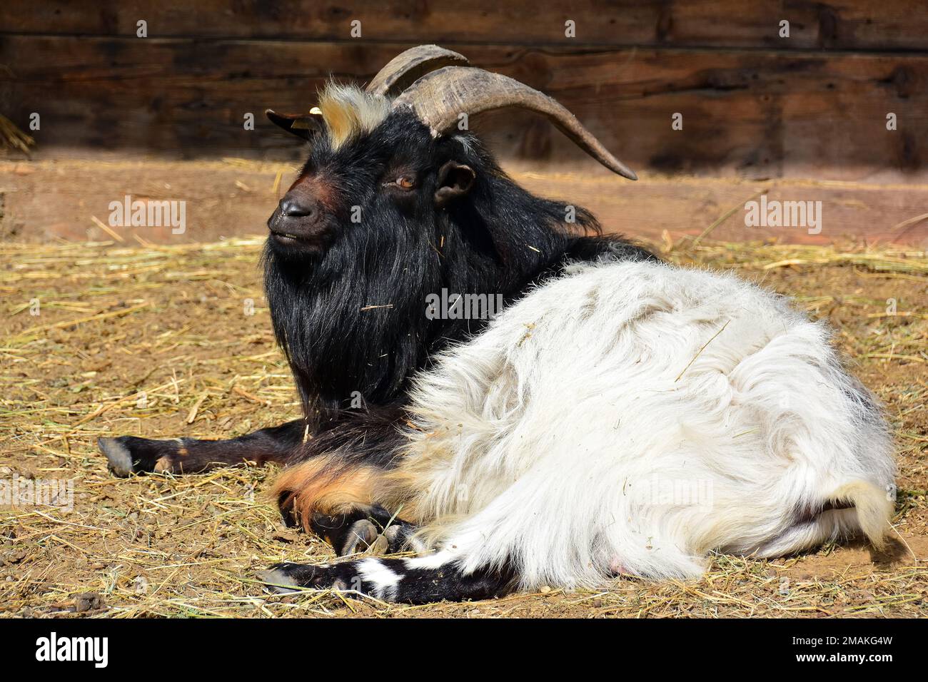 Chèvre africaine Banque de photographies et d’images à haute résolution - Page 10 - Alamy
