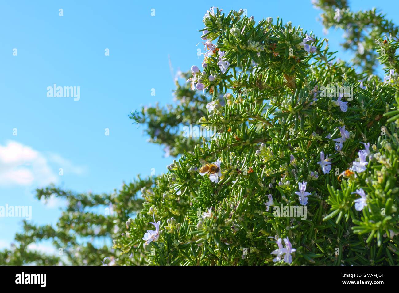 Plante de romarin en fleurs Banque de photographies et d’images à haute ...