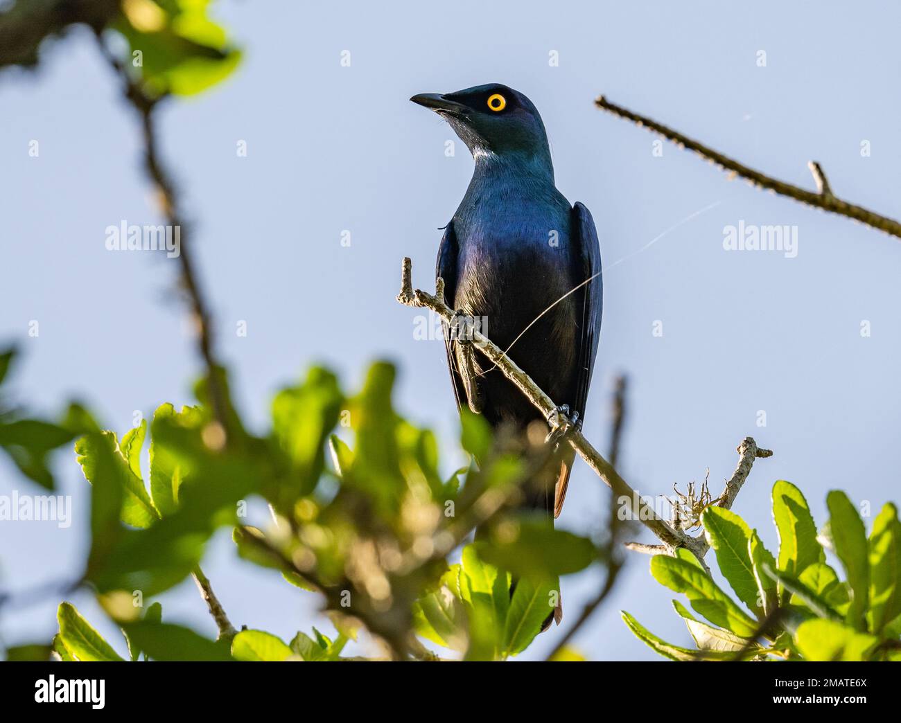 Notopholia corusca Banque de photographies et d’images à haute ...