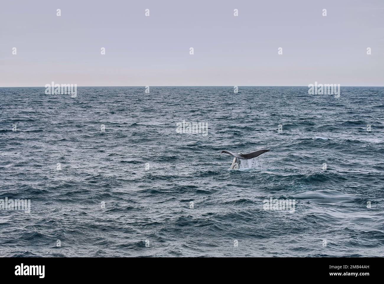 Nageoire de queue d'un cachalot lors d'une excursion en bateau d ...