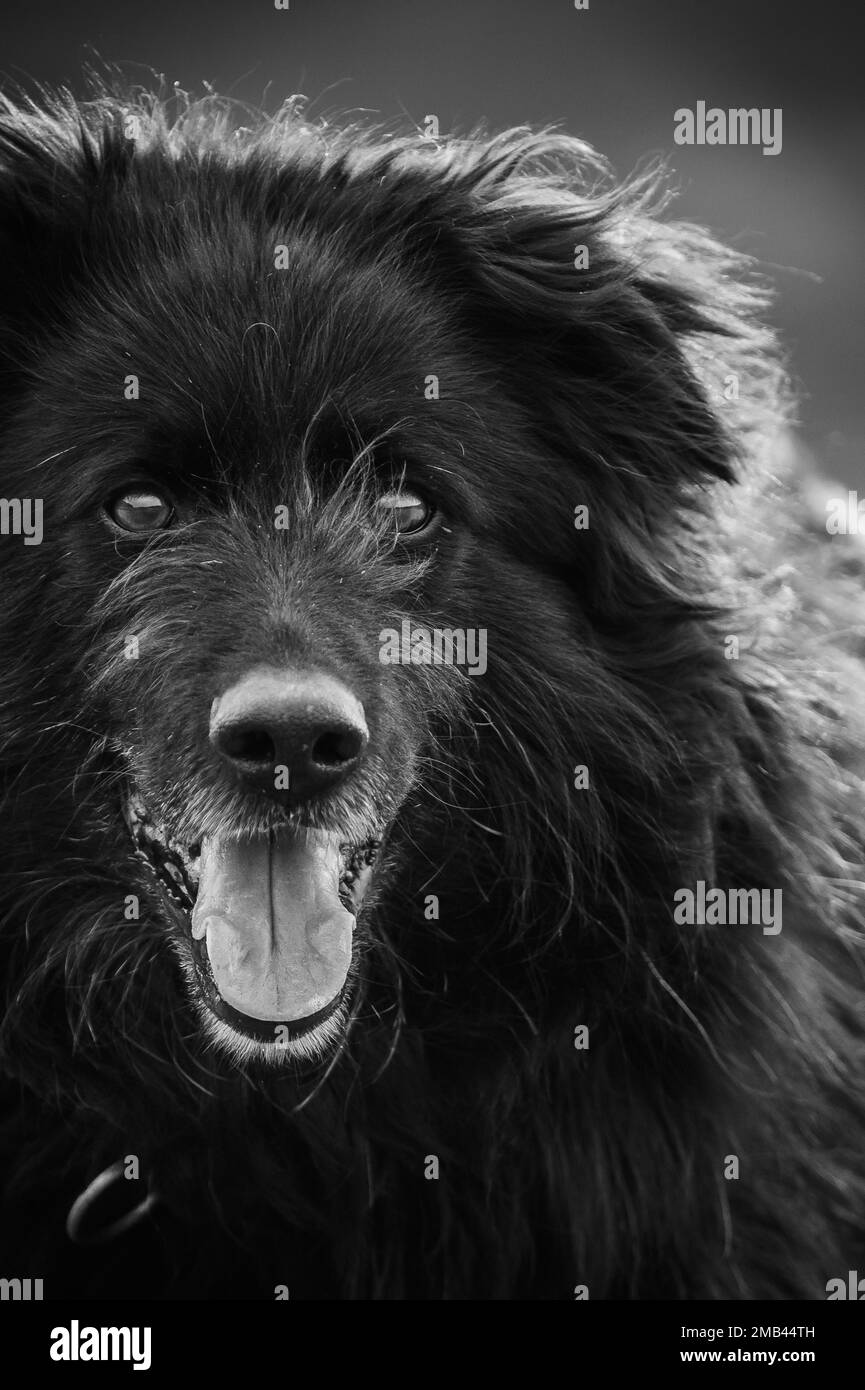 Old german shepherd dog Banque d'images noir et blanc - Alamy