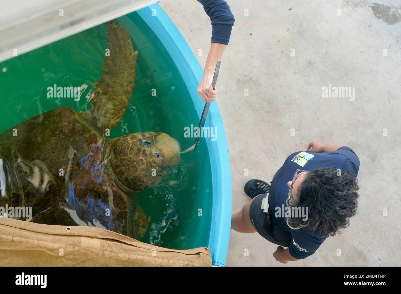 Workers at Zoo Miami's Sea Turtle Hospital feed Peruvian Smelt to a ...