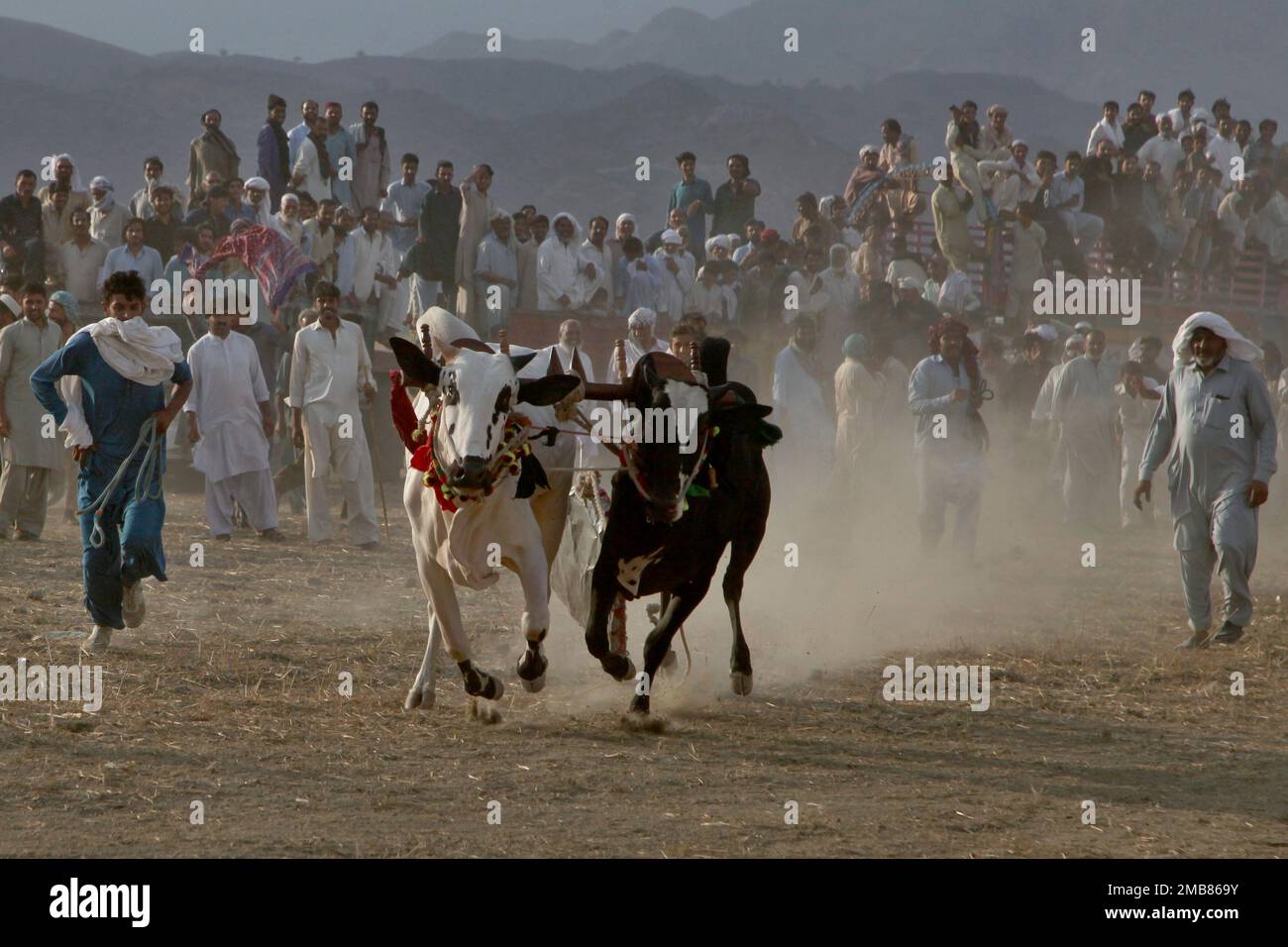 A Pakistani man controls two oxen during a race on the outskirts of ...