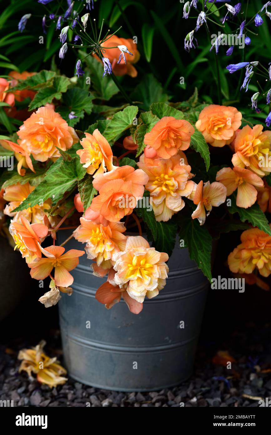 Begonia pendula saumon,double fleur begona,fleurs,seau galvanisé ...