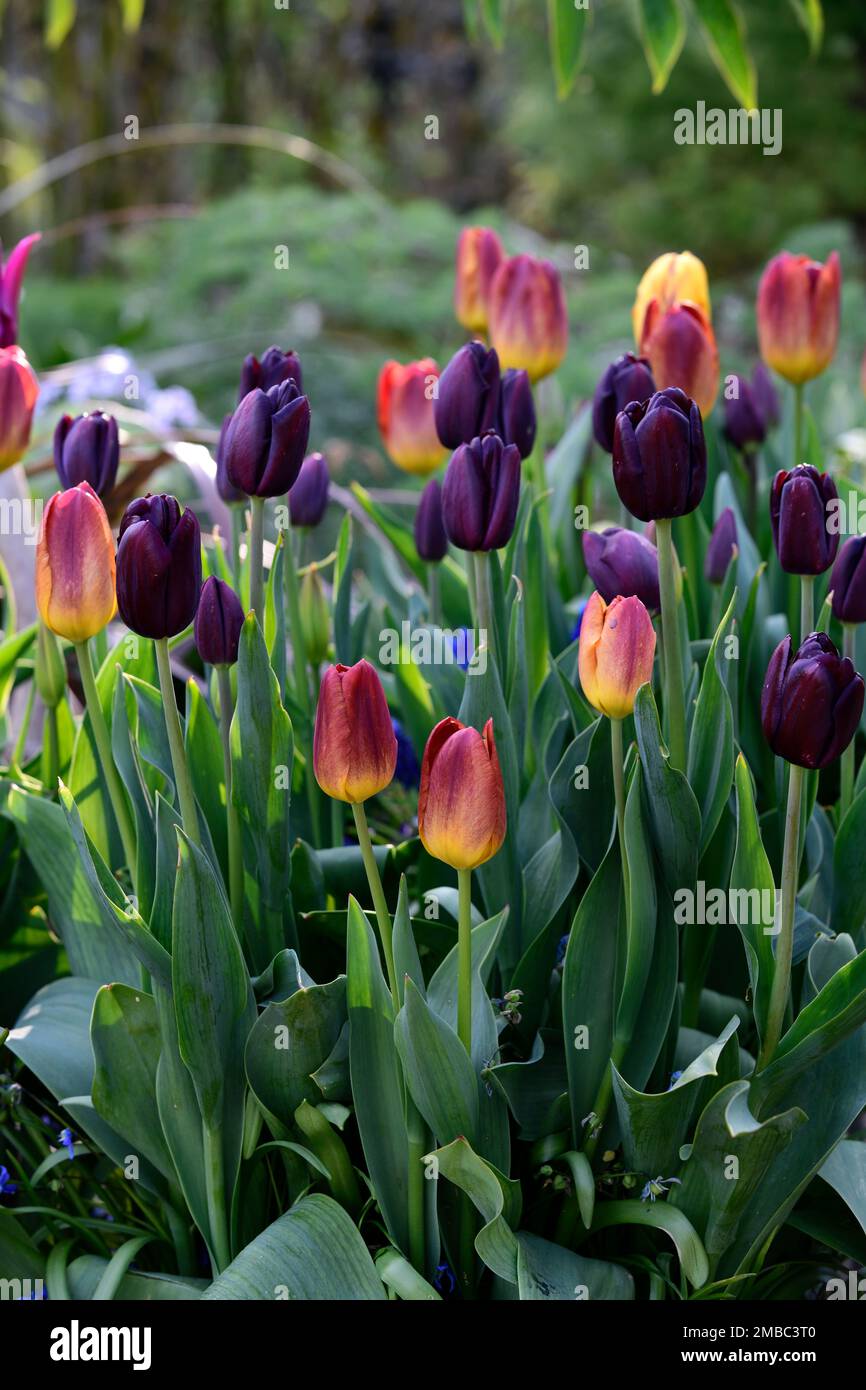 Tulipe black jack Banque de photographies et d’images à haute ...