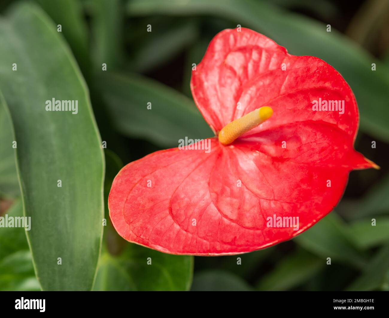 Laceleaf anthurium Banque de photographies et d’images à haute ...