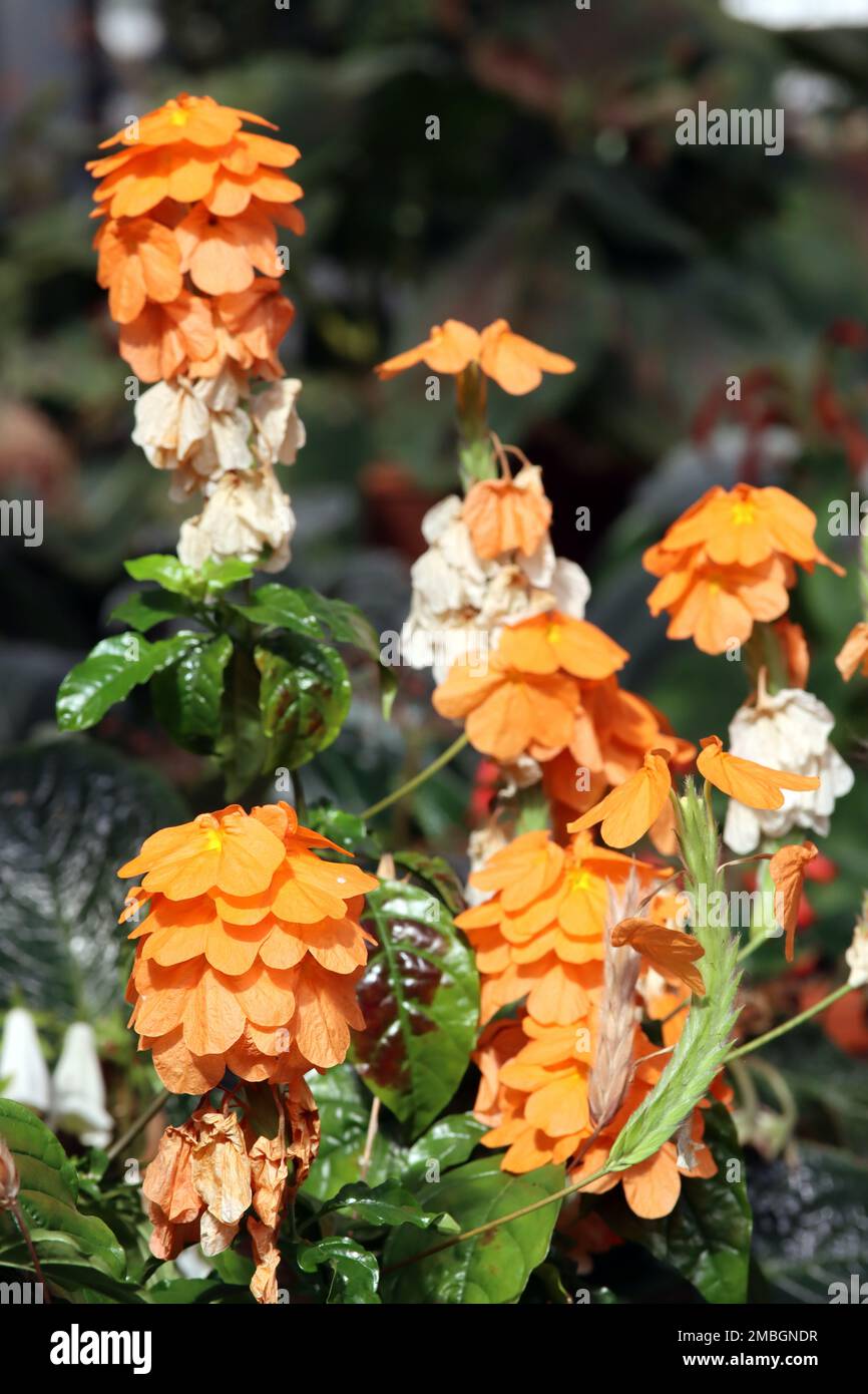 Crossandra fortuna Banque de photographies et d’images à haute ...