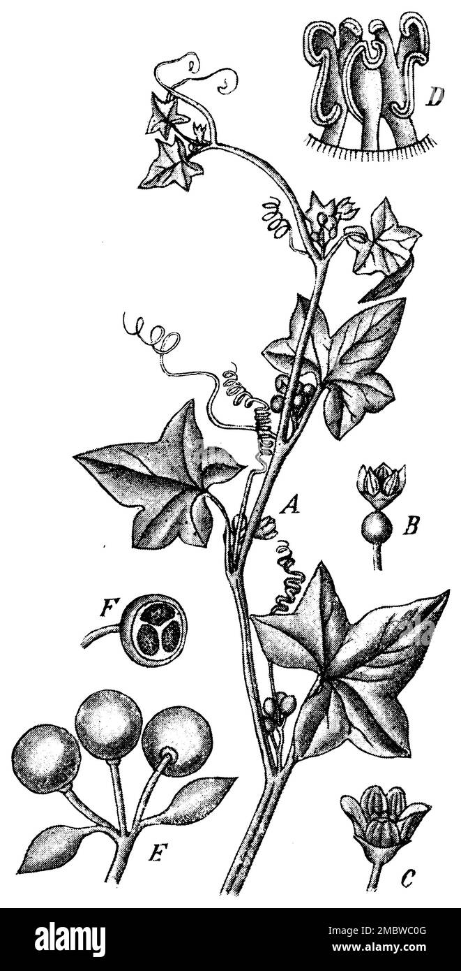 Bryonie crétoise, Branche fleurie, verkl. B femelle, C mâle fleur, D ...