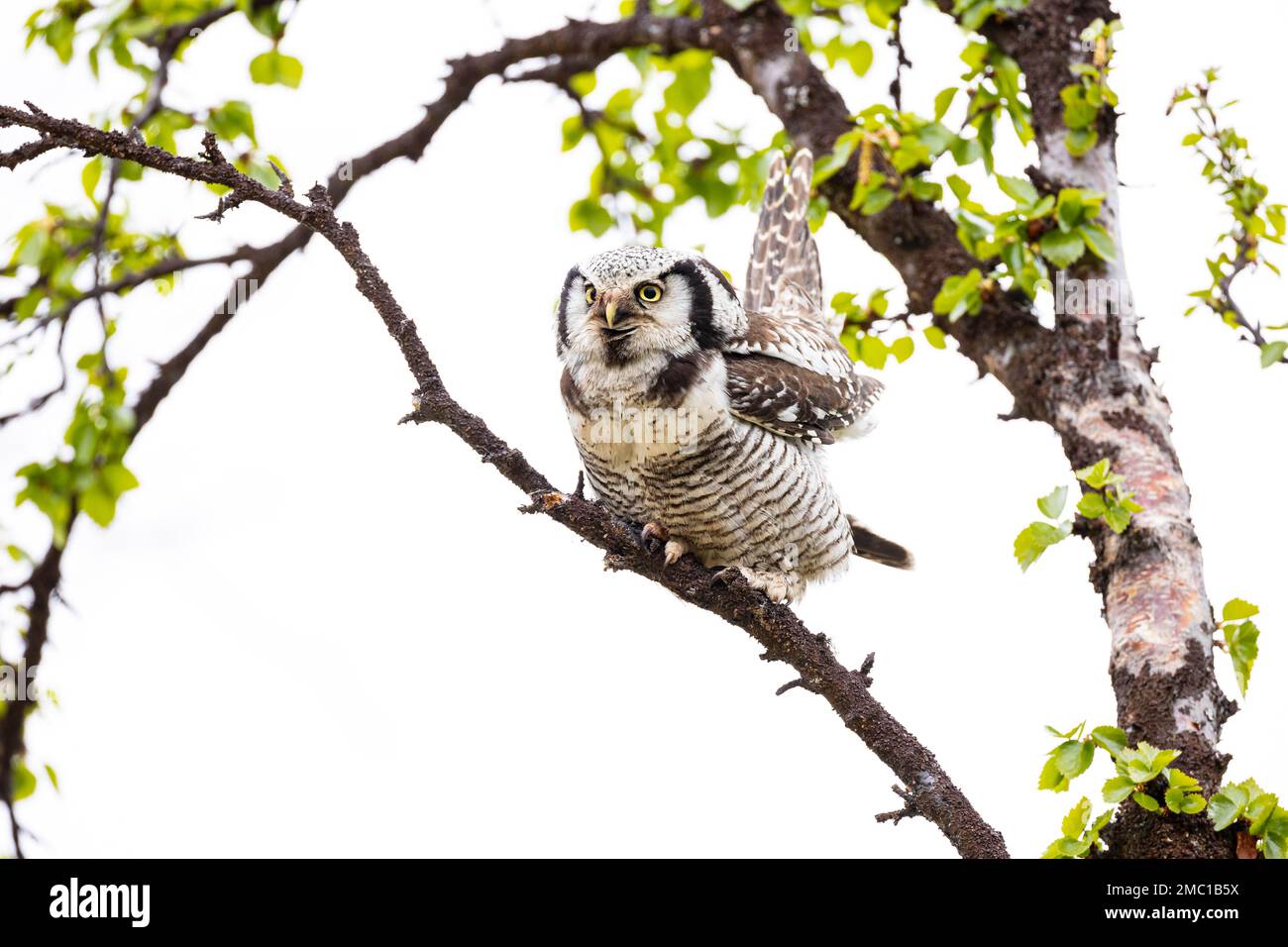 Varanger harfang Banque de photographies et d’images à haute résolution ...