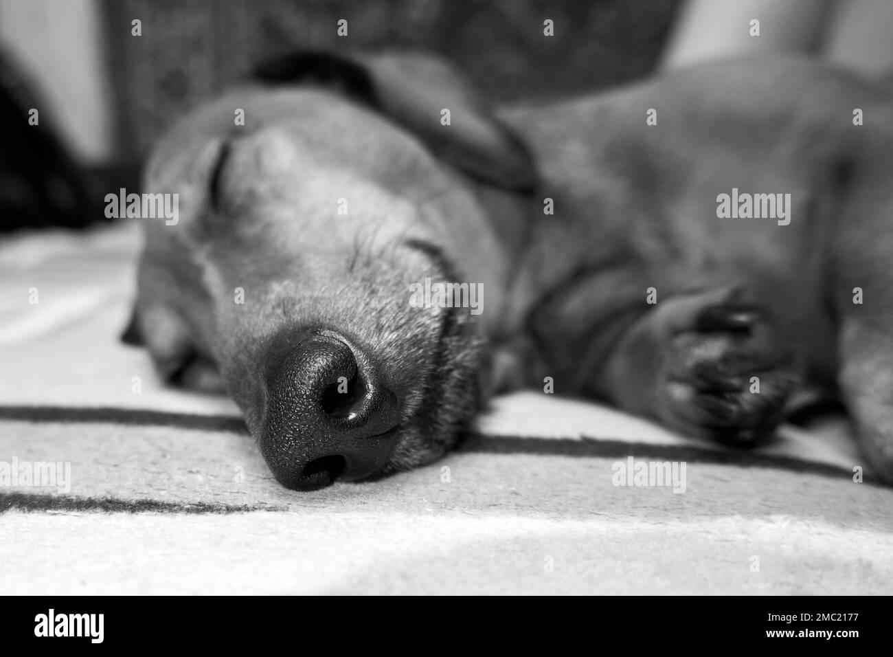 Visage de chien endormi Banque d'images noir et blanc - Alamy