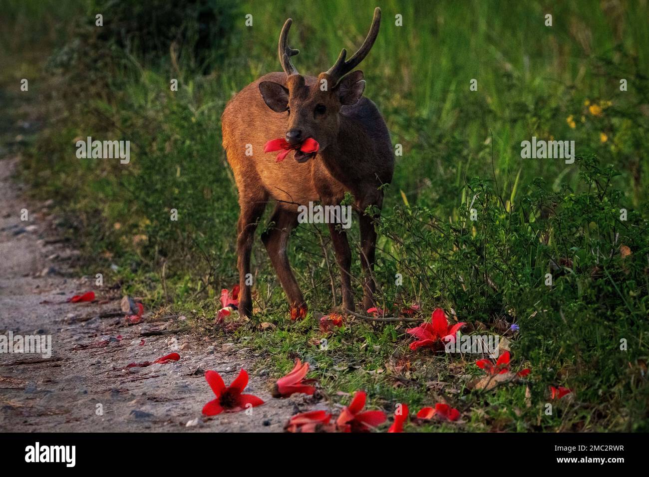 A dear eats Silk Cotton flower inside the Kaziranga National Park east ...