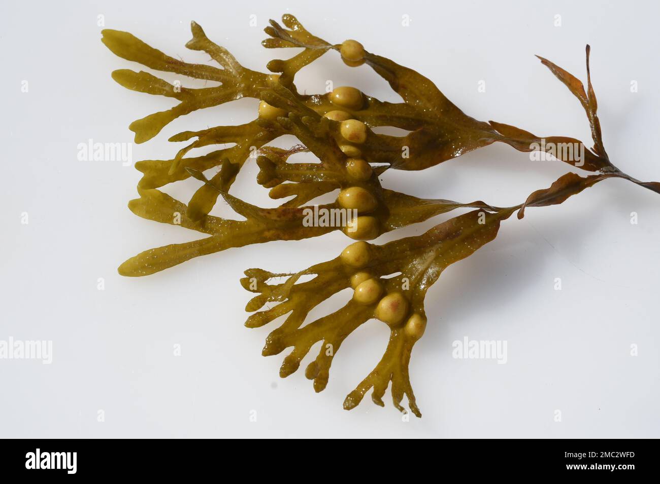 Blasentang, Fucus vesiculosus ist eine Alge die auch als Heilpflanze ...