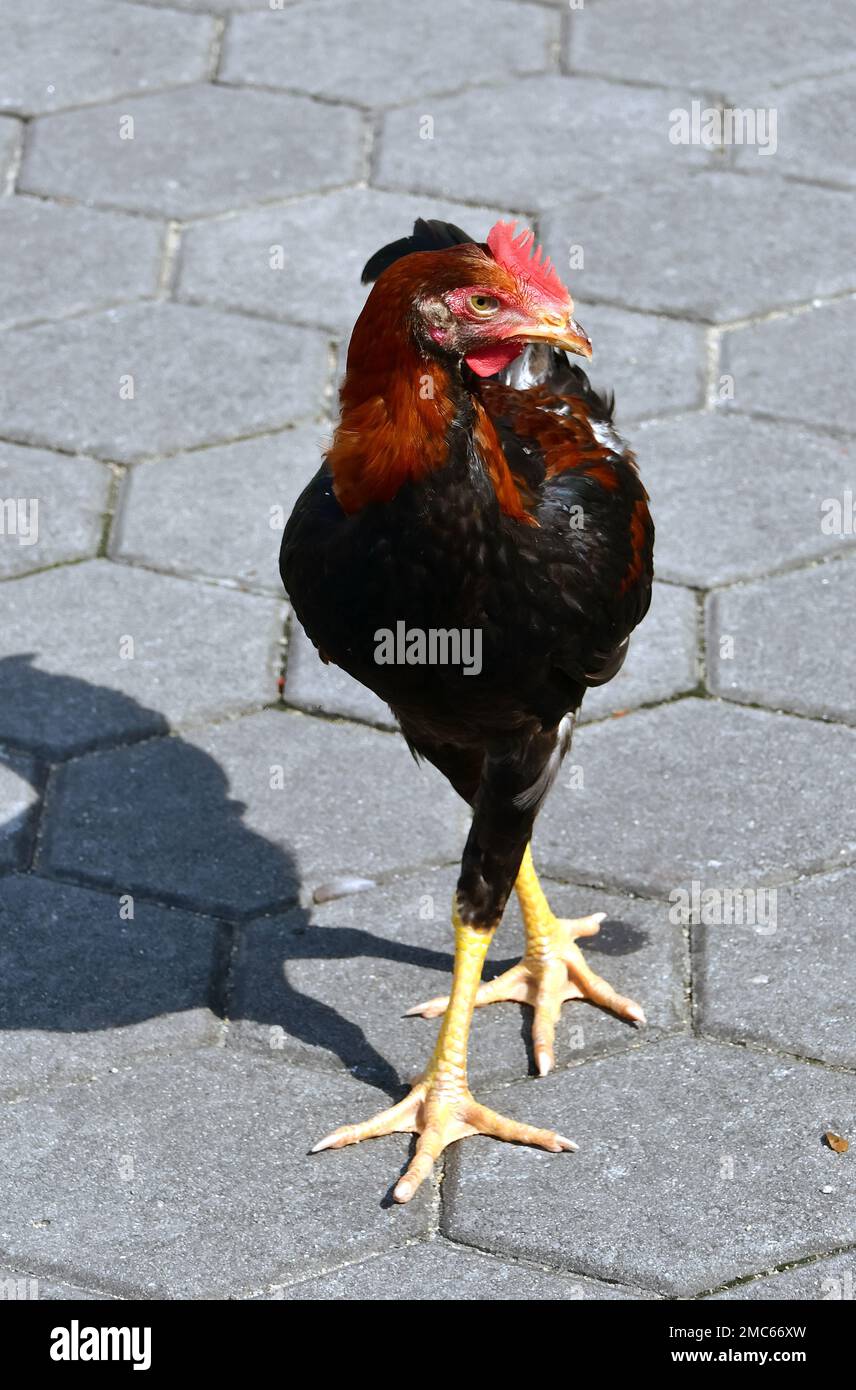 Poulet, Haushuhn, coq domestique, Gallus gallus domesticus, házi tyúk ...