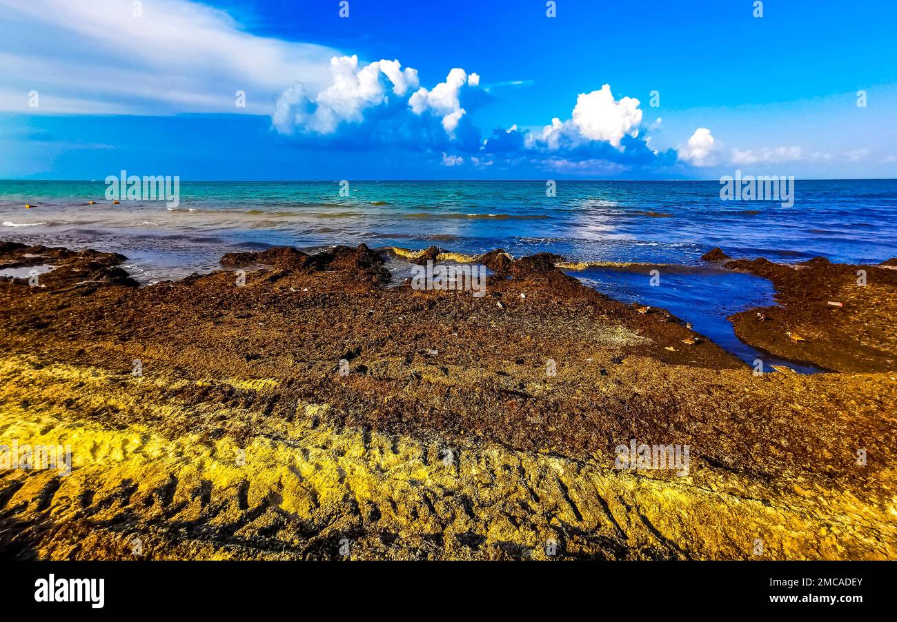 La belle plage des Caraïbes est totalement sale et sale le mauvais ...