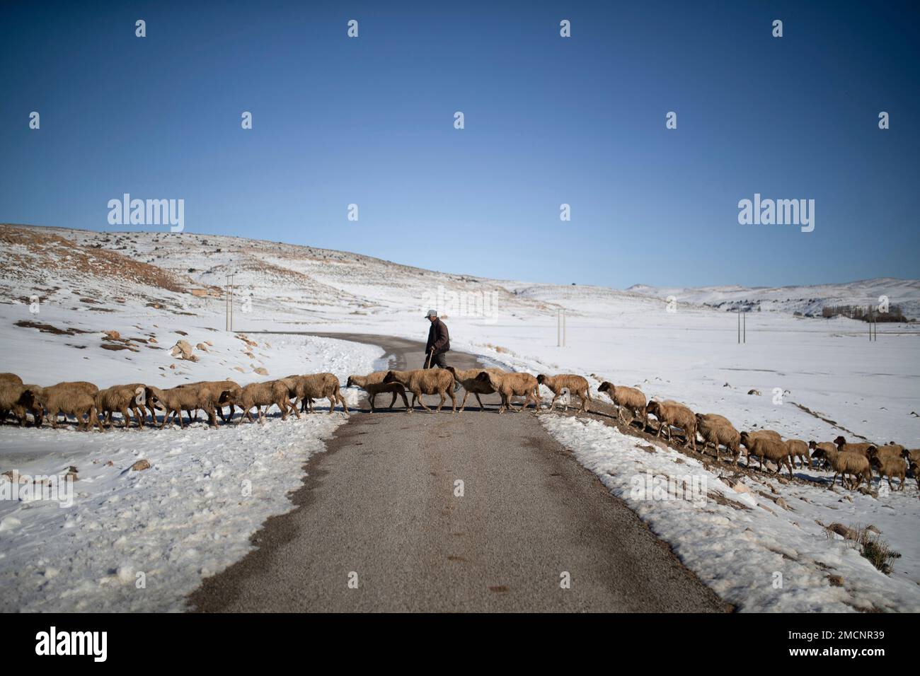 A shepherd crosses a road with his sheep as they graze in amongst the ...