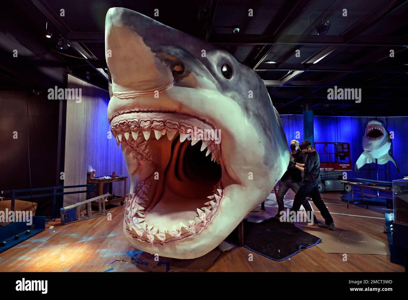 Workers assemble a model of a megalodon shark at the American Museum of ...
