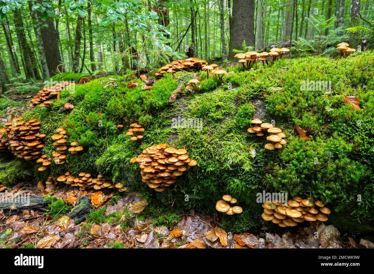 Champignons (champignons), organismes à fruits poussant sur un tronc d ...