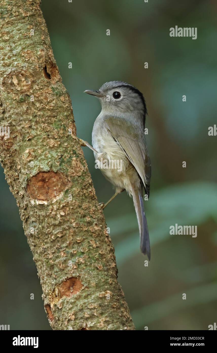 Alcippe peracensis Banque de photographies et d’images à haute ...