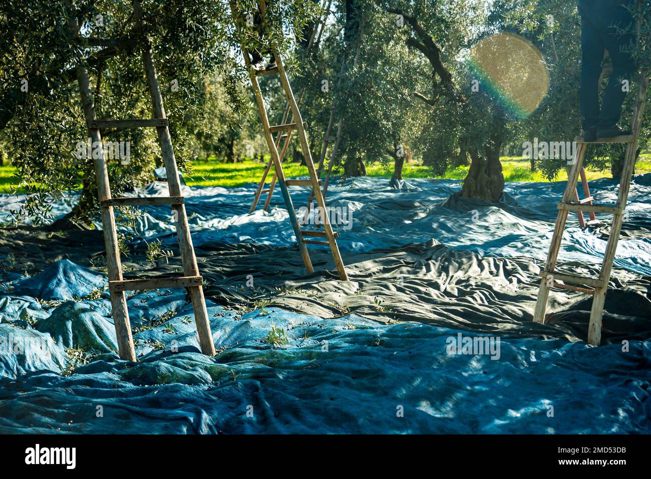Récolte d'olives fraîches d'agriculteurs dans un champ d'oliviers en ...