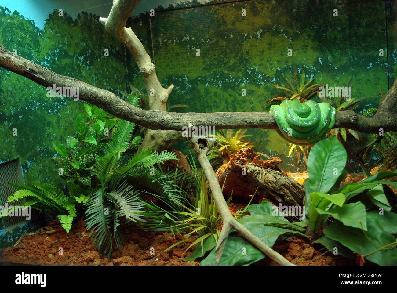 Rainforest terrarium Banque de photographies et d’images à haute ...