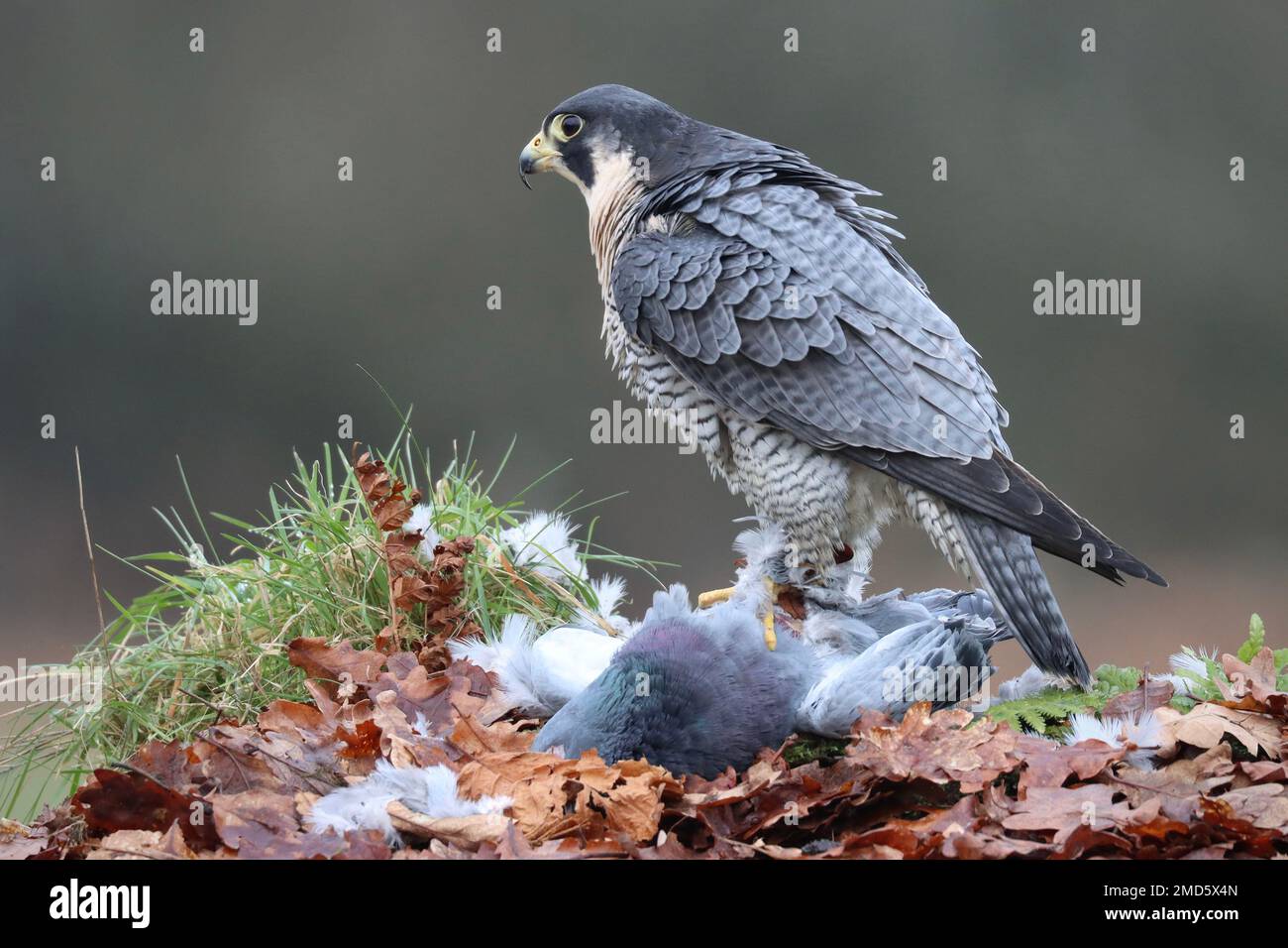 Pigeon road Banque de photographies et d’images à haute résolution - Alamy