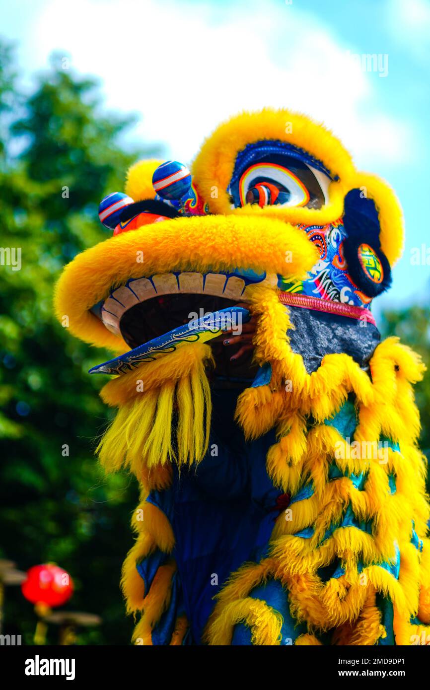 La danse du Lion ou Barongsai en chinois nouvel an 2023. Semarang ...
