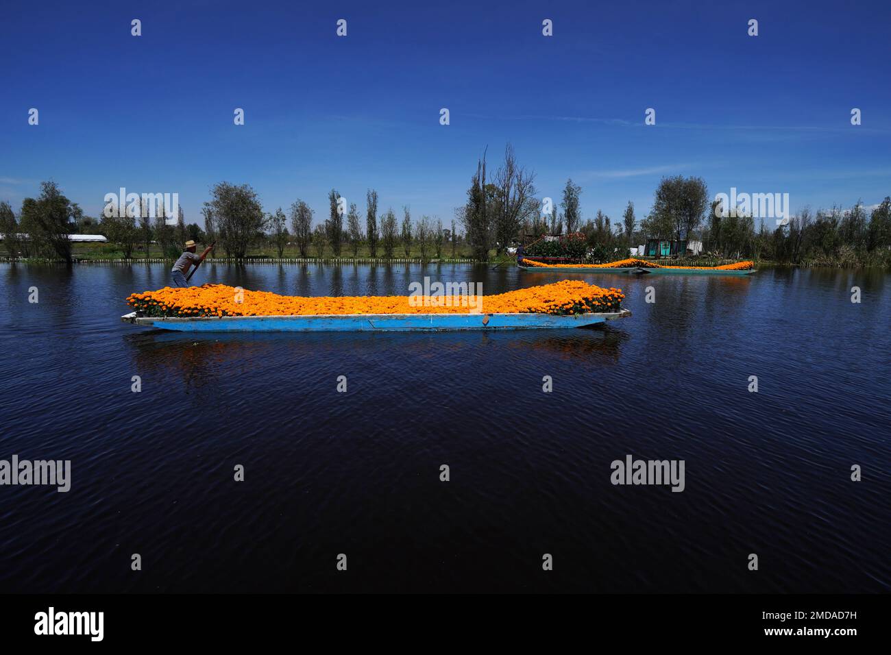 Farm workers transport Mexican Marigold on flat bottom boats through a ...