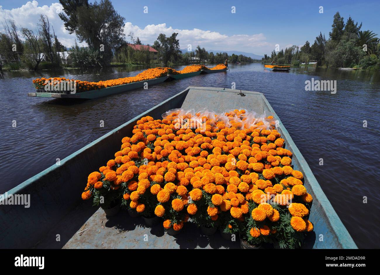 Farm workers transport Mexican Marigold on flat bottom boats through a ...