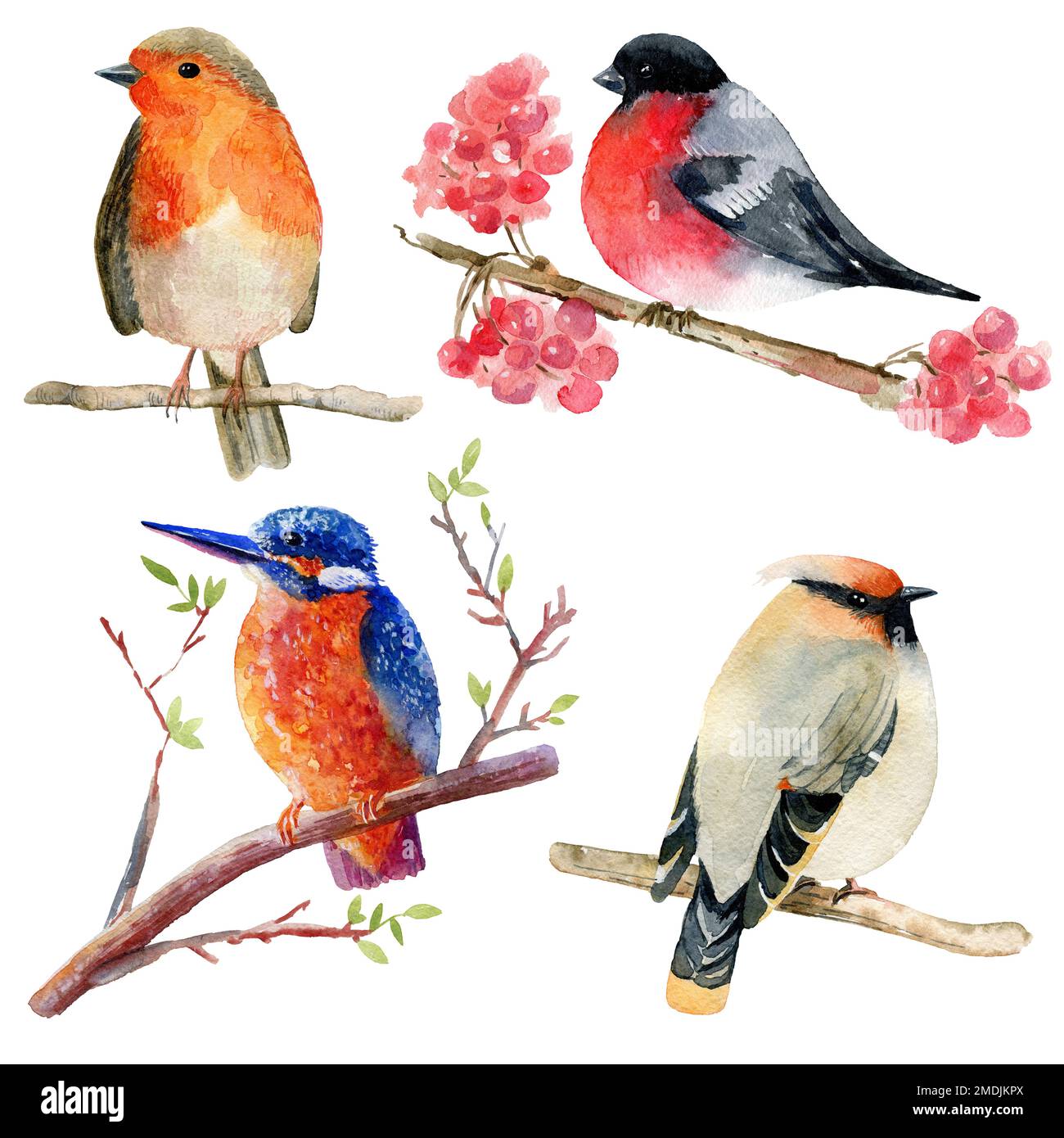 Oiseaux d'aquarelle Banque de photographies et d’images à haute ...